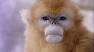 Golden Snub-nosed Monkey | NatureRules1 Wiki | Fandom