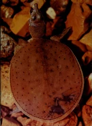 Spiny Softshell Turtle | NatureRules1 Wiki | Fandom