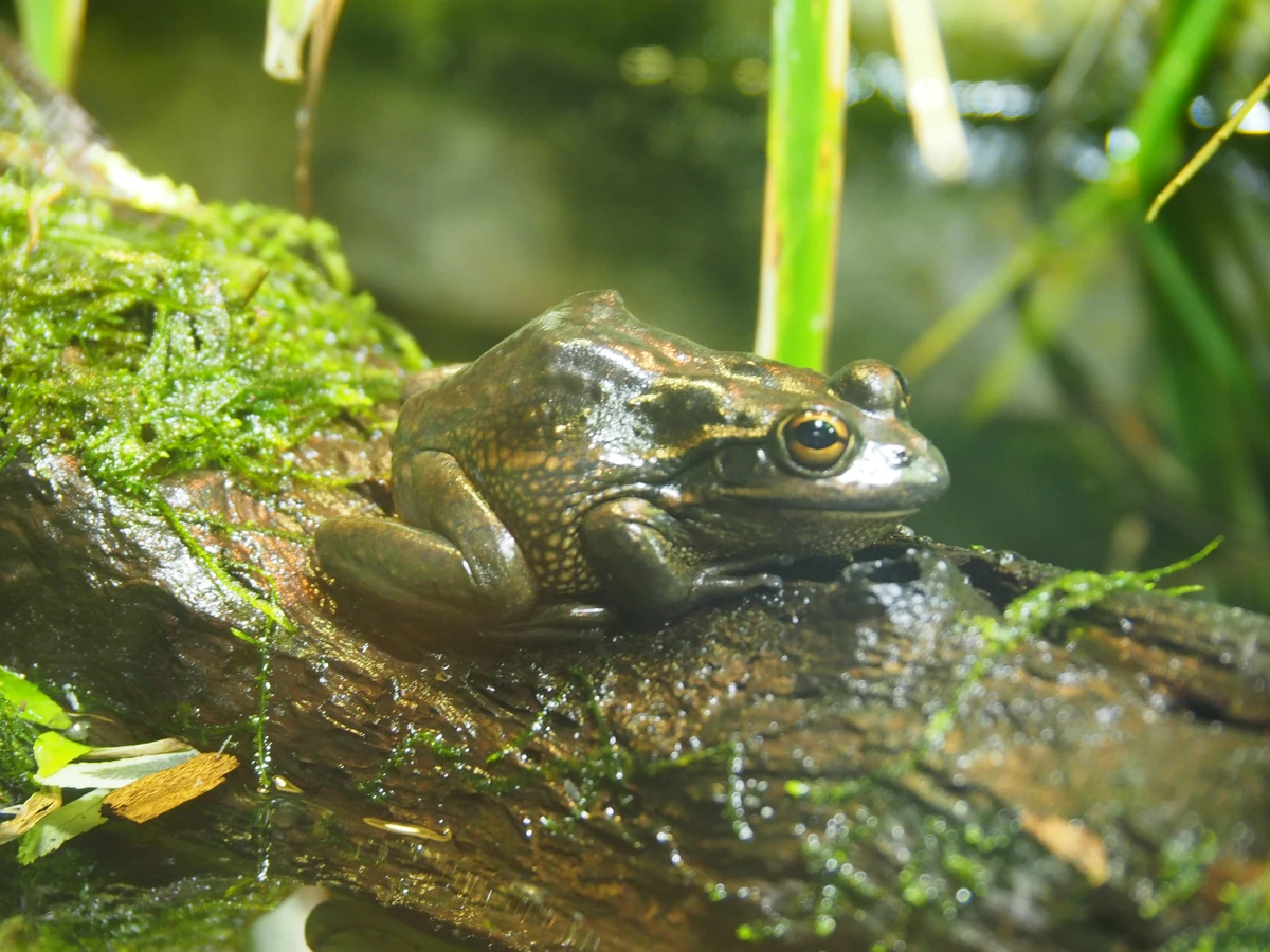 Giant Frog | NatureRules1 Wiki | Fandom