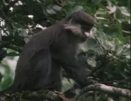 Red-tailed Monkey | NatureRules1 Wiki | Fandom