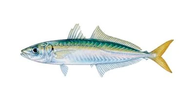 Round Scad | NatureRules1 Wiki | Fandom