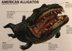 The Animal Atlas Animals Alphabet | NatureRules1 Wiki | Fandom