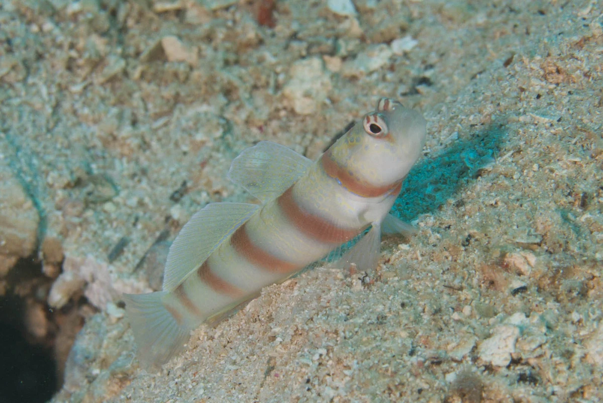 Steinitz' Prawn Goby | NatureRules1 Wiki | Fandom