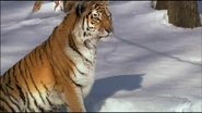 Siberian Tiger | NatureRules1 Wiki | Fandom