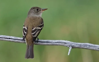 Willow Flycatcher | NatureRules1 Wiki | Fandom