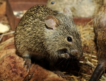 African Grass Rat | NatureRules1 Wiki | Fandom