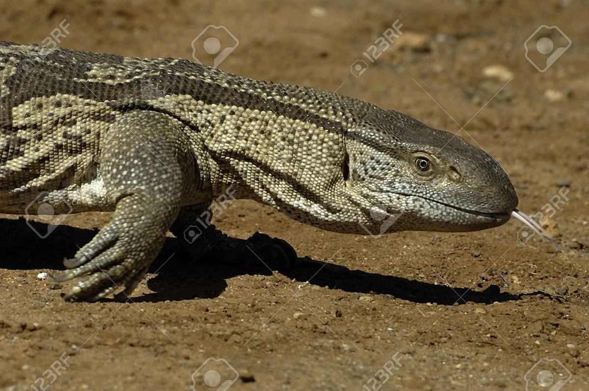 Rock Monitor | NatureRules1 Wiki | Fandom