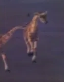 List of Species in Sony Pictures Animation | NatureRules1 Wiki | Fandom