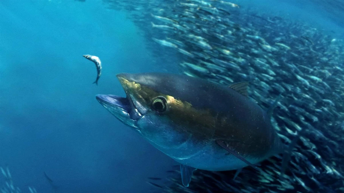 Bigeye Tuna | NatureRules1 Wiki | Fandom