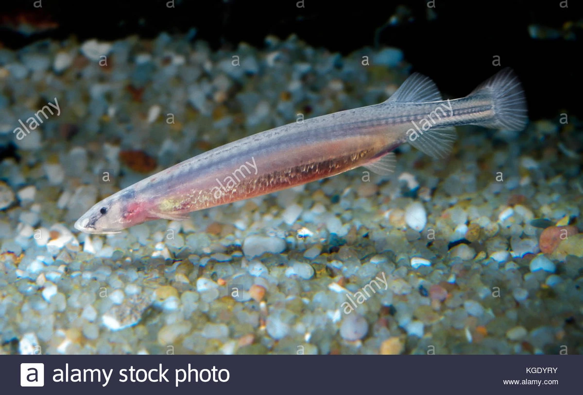 Candiru | NatureRules1 Wiki | Fandom