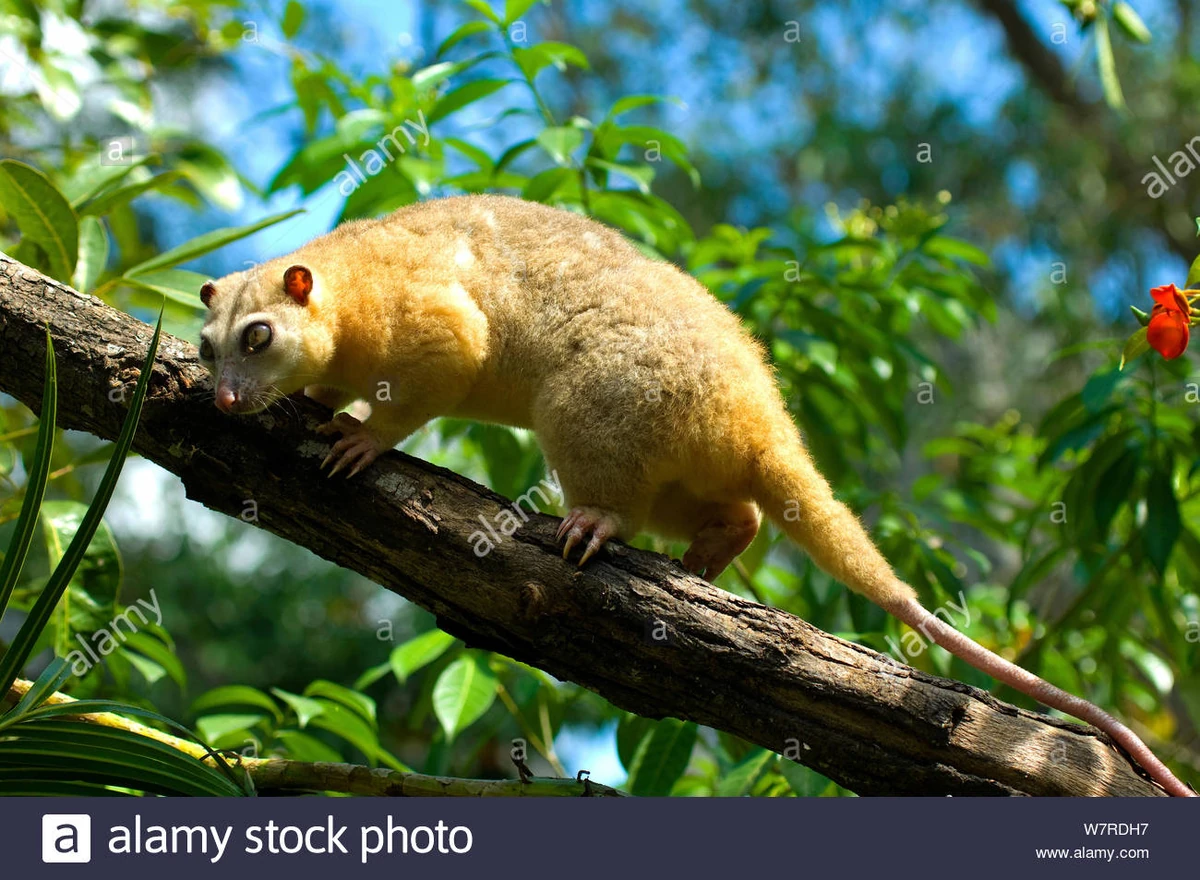 Northern Common Cuscus | NatureRules1 Wiki | Fandom