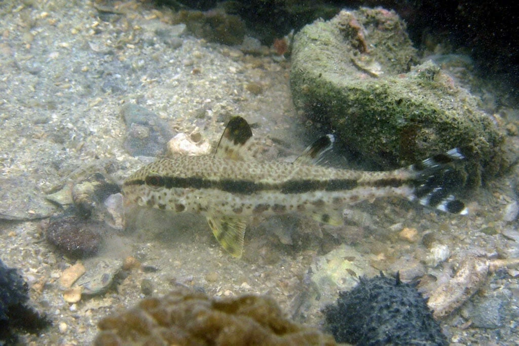 Freckled Goatfish | NatureRules1 Wiki | Fandom