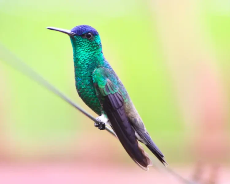 Indigo-capped Hummingbird | NatureRules1 Wiki | Fandom