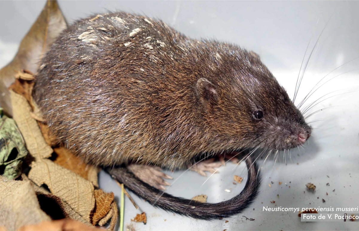Peruvian Fish-eating Rat | NatureRules1 Wiki | Fandom