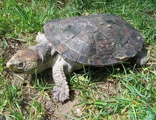 Saw-shelled Turtle | NatureRules1 Wiki | Fandom