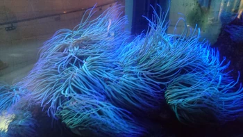 Snakelock Anemone | NatureRules1 Wiki | Fandom