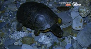 Blanding's Turtle | NatureRules1 Wiki | Fandom