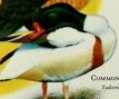 Common Shelduck | NatureRules1 Wiki | Fandom