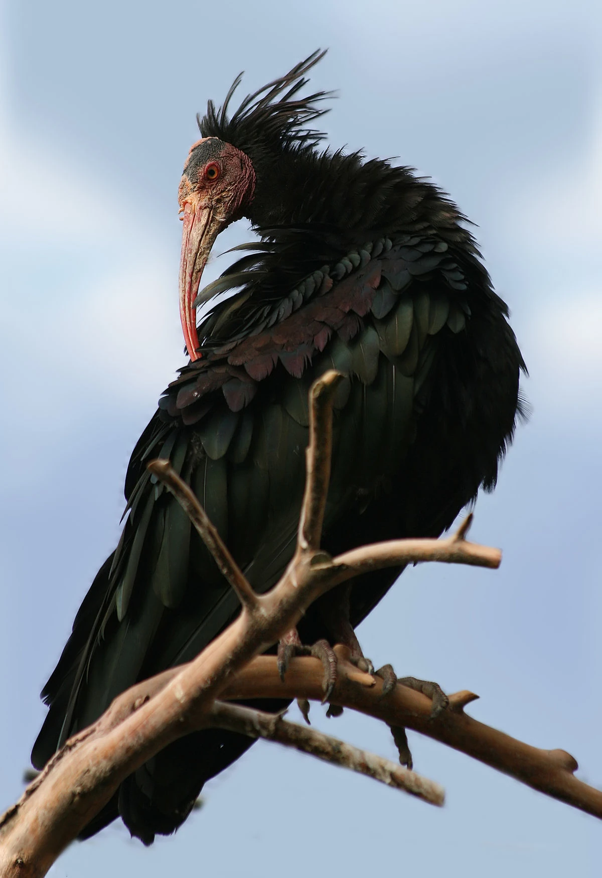 Northern Bald Ibis | NatureRules1 Wiki | Fandom