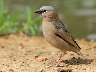 Grey-capped Social Weaver | NatureRules1 Wiki | Fandom