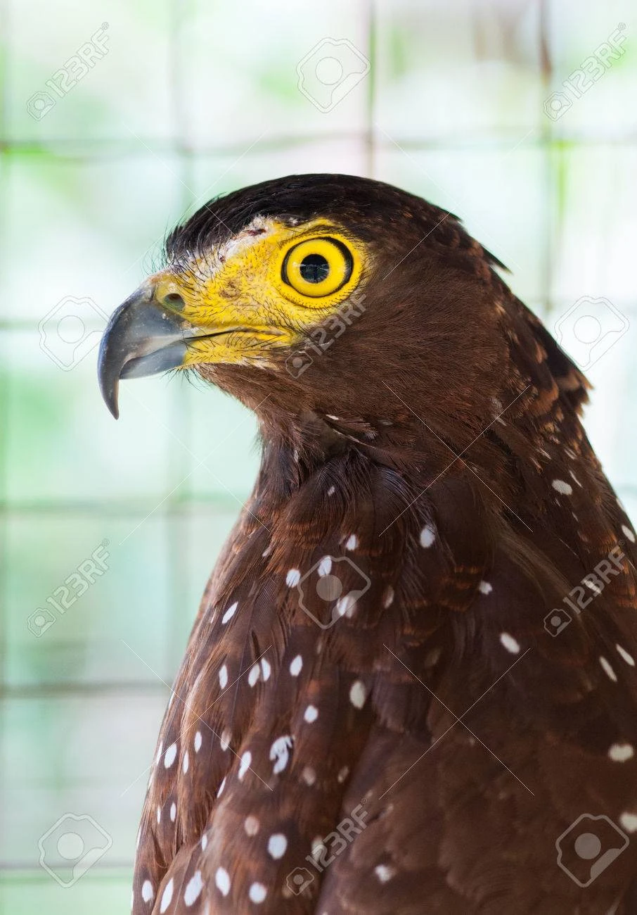Philippine Serpent Eagle