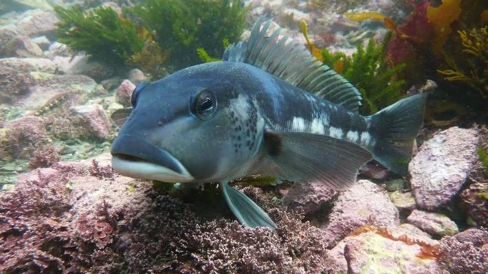 Blue Cod | NatureRules1 Wiki | Fandom