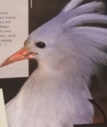 Kagu | NatureRules1 Wiki | Fandom