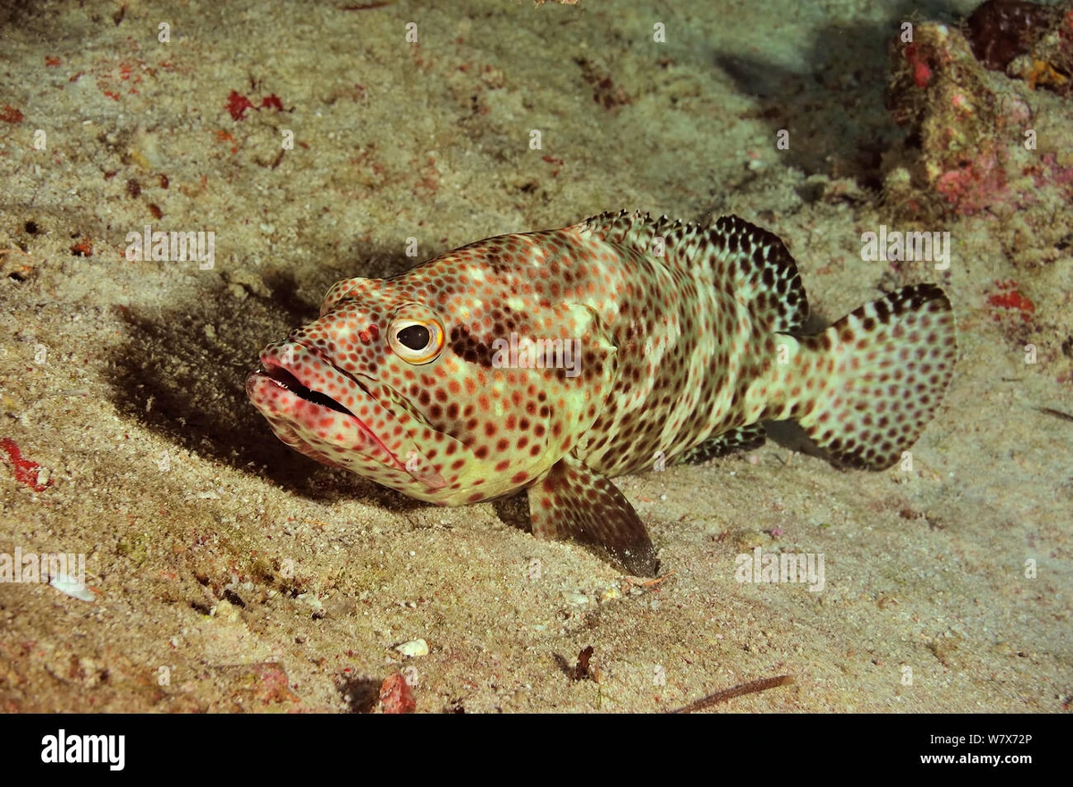Greasy Grouper | NatureRules1 Wiki | Fandom