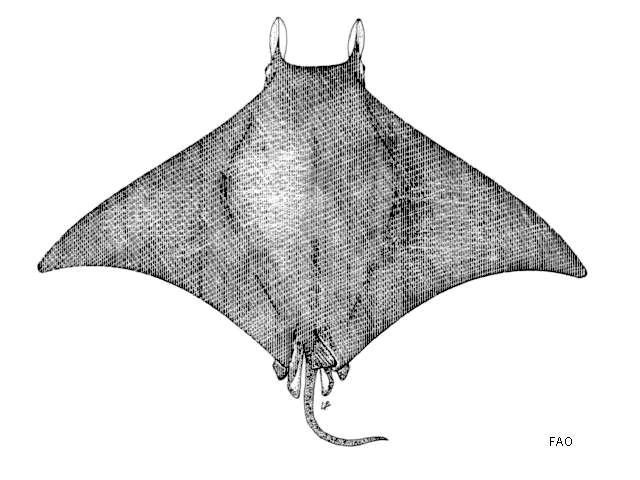 Lesser Guinean Devil Ray | NatureRules1 Wiki | Fandom