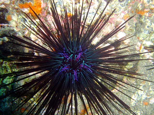 Lime Urchin | NatureRules1 Wiki | Fandom