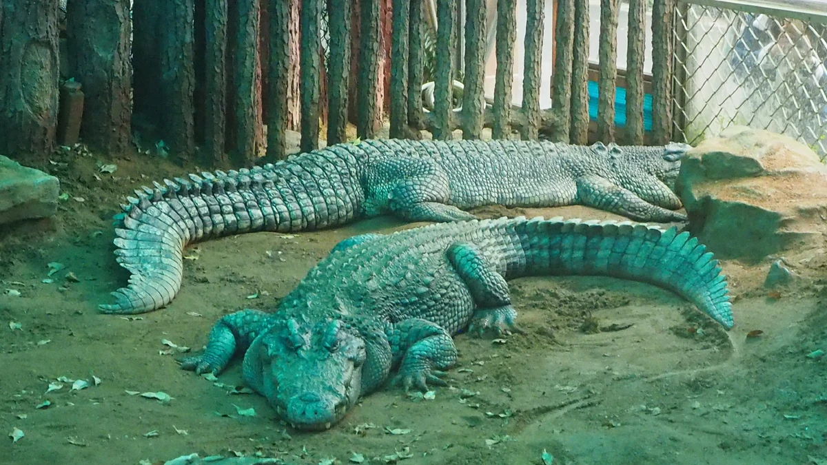 Malagasy Nile Crocodile | NatureRules1 Wiki | Fandom