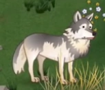 Grey Wolf | NatureRules1 Wiki | Fandom