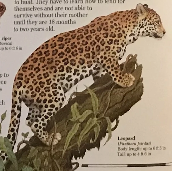 Leopard/Books | NatureRules1 Wiki | Fandom