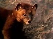 American Marten | NatureRules1 Wiki | Fandom