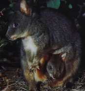 Tasmanian Pademelon | NatureRules1 Wiki | Fandom