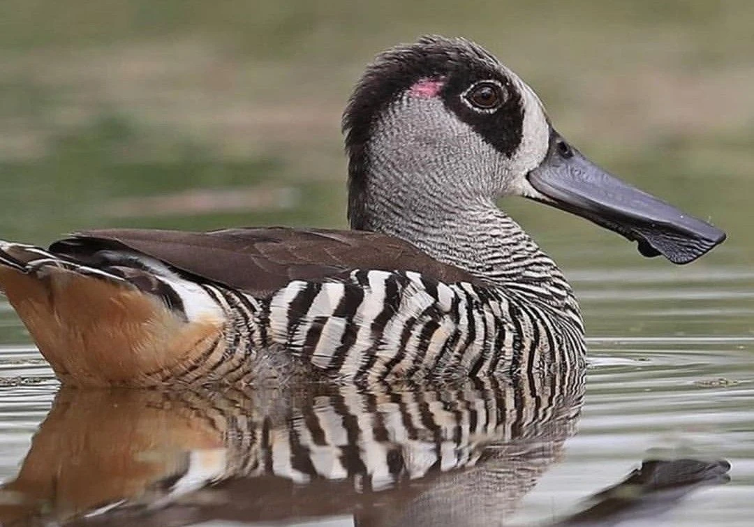 Pink-eared Duck | NatureRules1 Wiki | Fandom