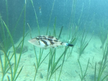 Black Scraper | NatureRules1 Wiki | Fandom