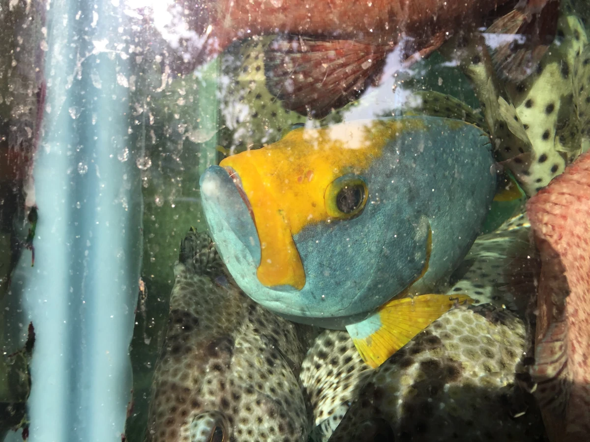 Blue-and-yellow Grouper | NatureRules1 Wiki | Fandom