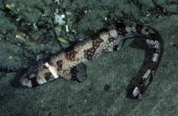 Comoro Catshark | NatureRules1 Wiki | Fandom