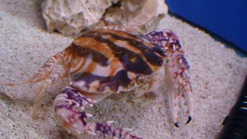 Crucifix Crab | NatureRules1 Wiki | Fandom