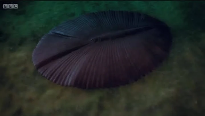 Dickinsonia | NatureRules1 Wiki | Fandom