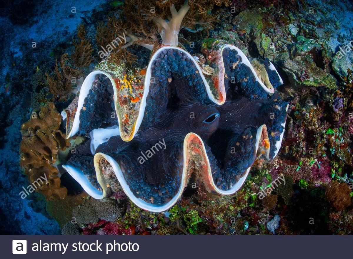 Giant Clam | NatureRules1 Wiki | Fandom