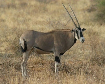 Common Beisa Oryx | NatureRules1 Wiki | Fandom