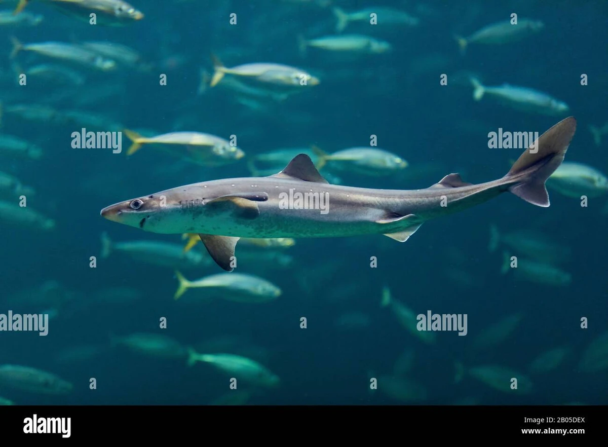 Piked Dogfish | NatureRules1 Wiki | Fandom