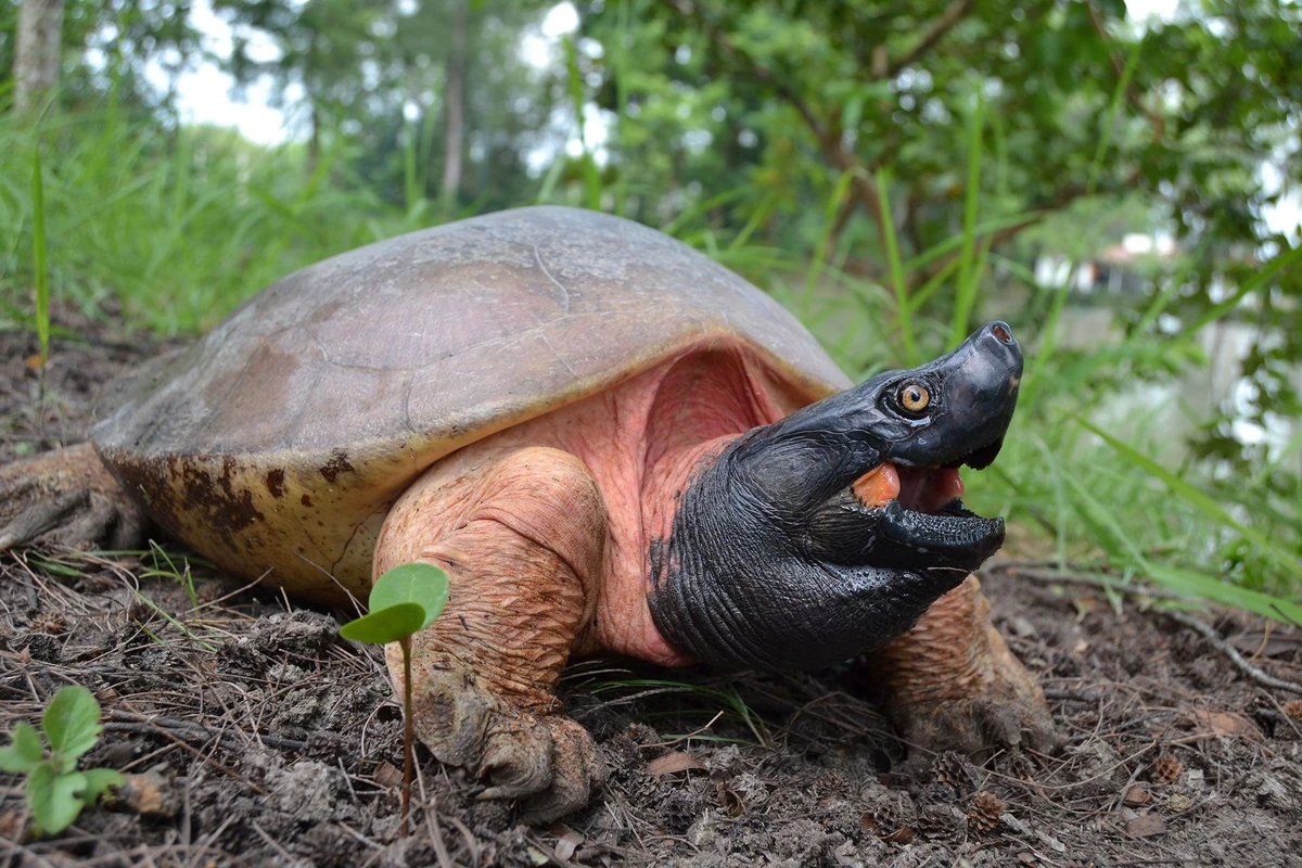 Northern River Terrapin | NatureRules1 Wiki | Fandom