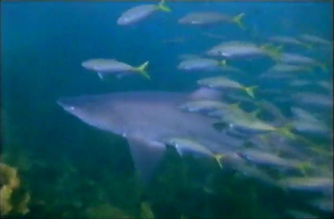 Shark Voyage | NatureRules1 Wiki | Fandom