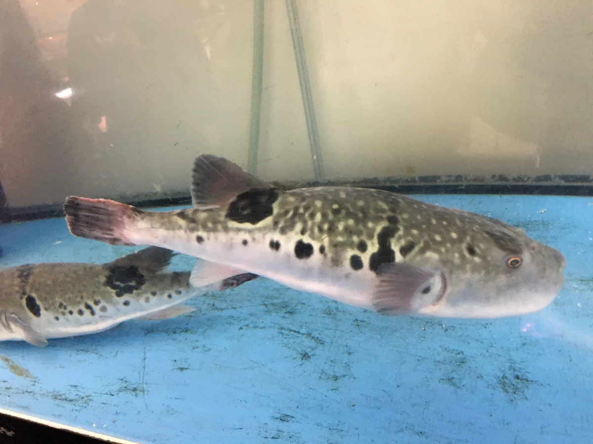 Tiger Puffer | NatureRules1 Wiki | Fandom