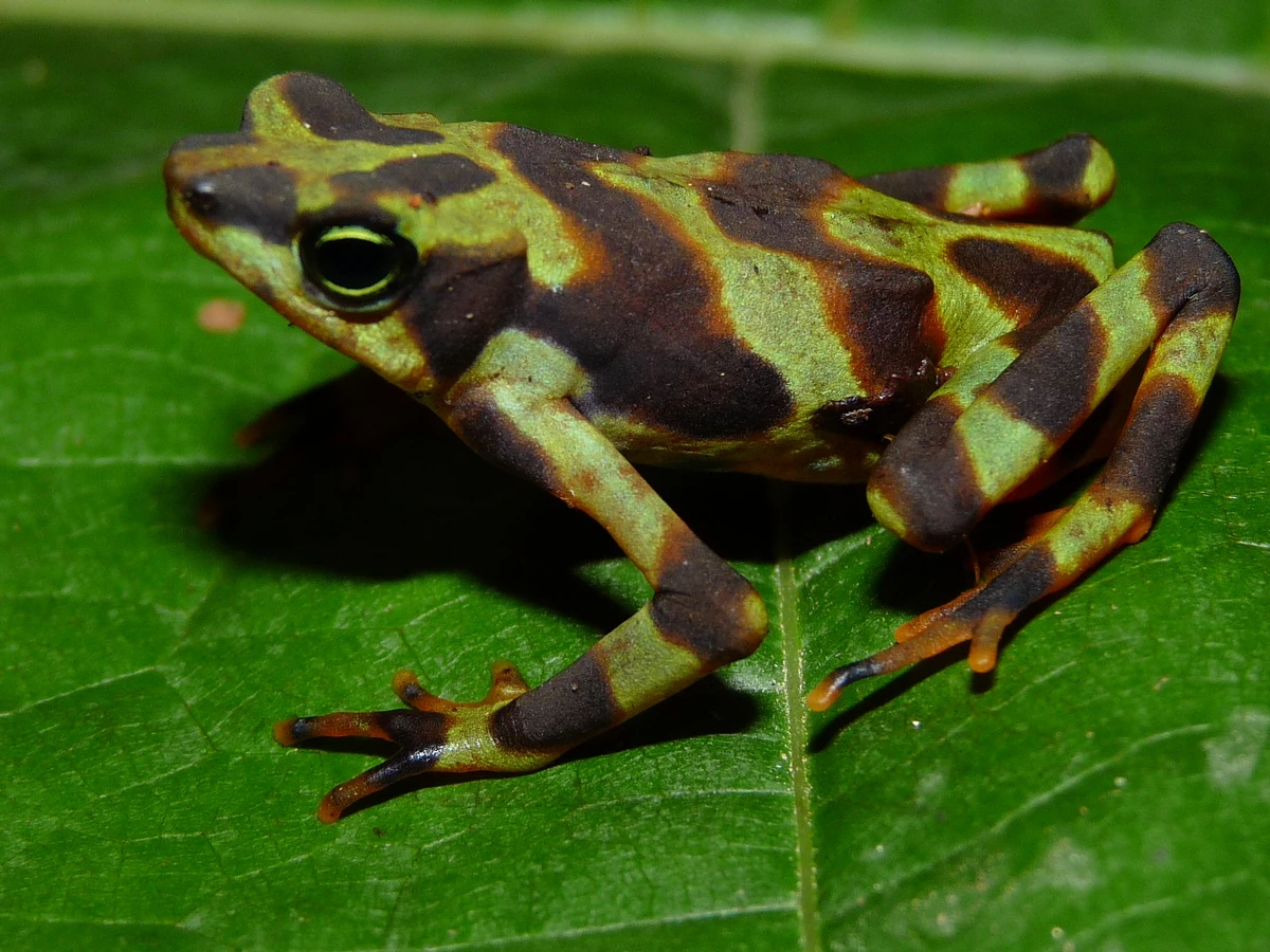 Variable Harlequin Frog | NatureRules1 Wiki | Fandom