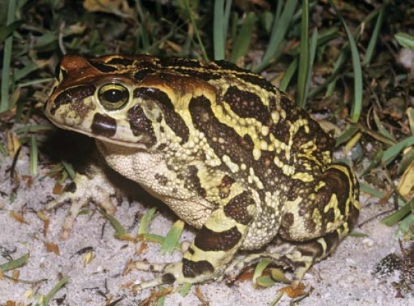 Western Leopard Toad | NatureRules1 Wiki | Fandom