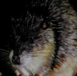 Rakali | NatureRules1 Wiki | Fandom